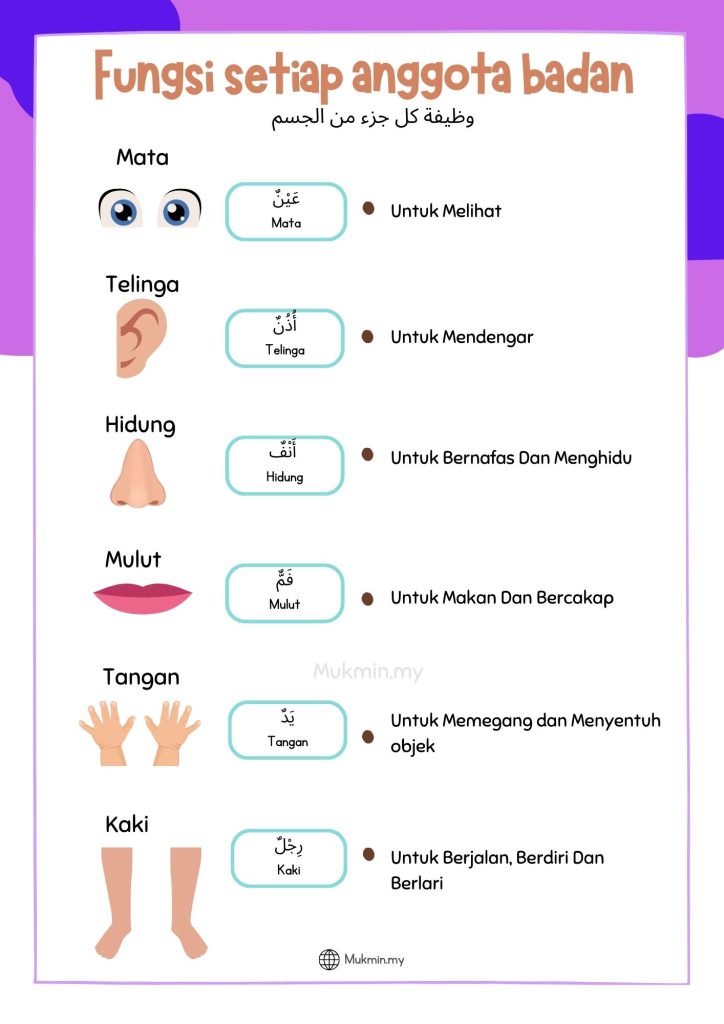 Senarai Anggota Badan Dalam Bahasa Arab - MUKMIN.MY